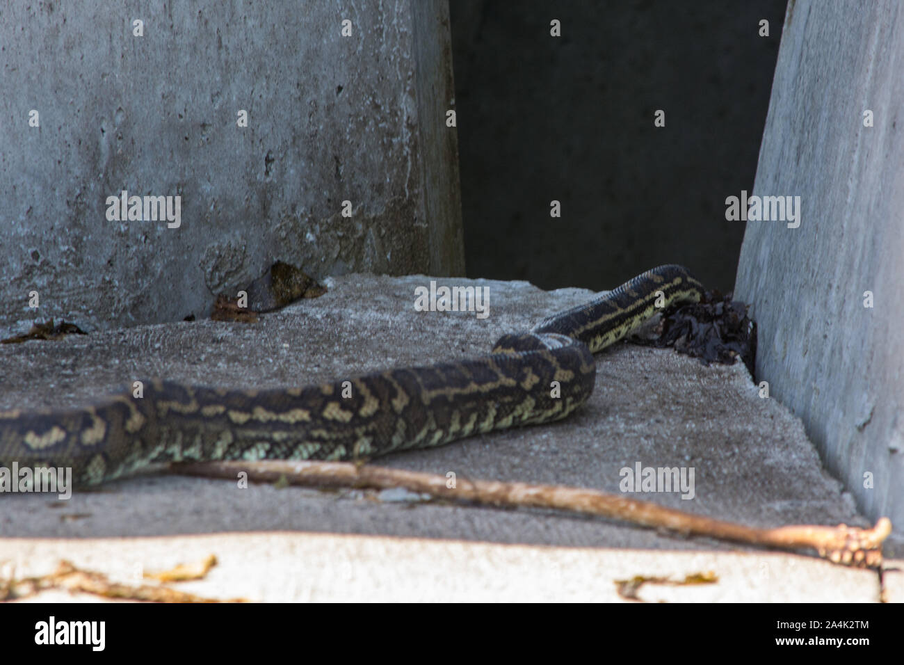 Slithered hi-res stock photography and images - Alamy