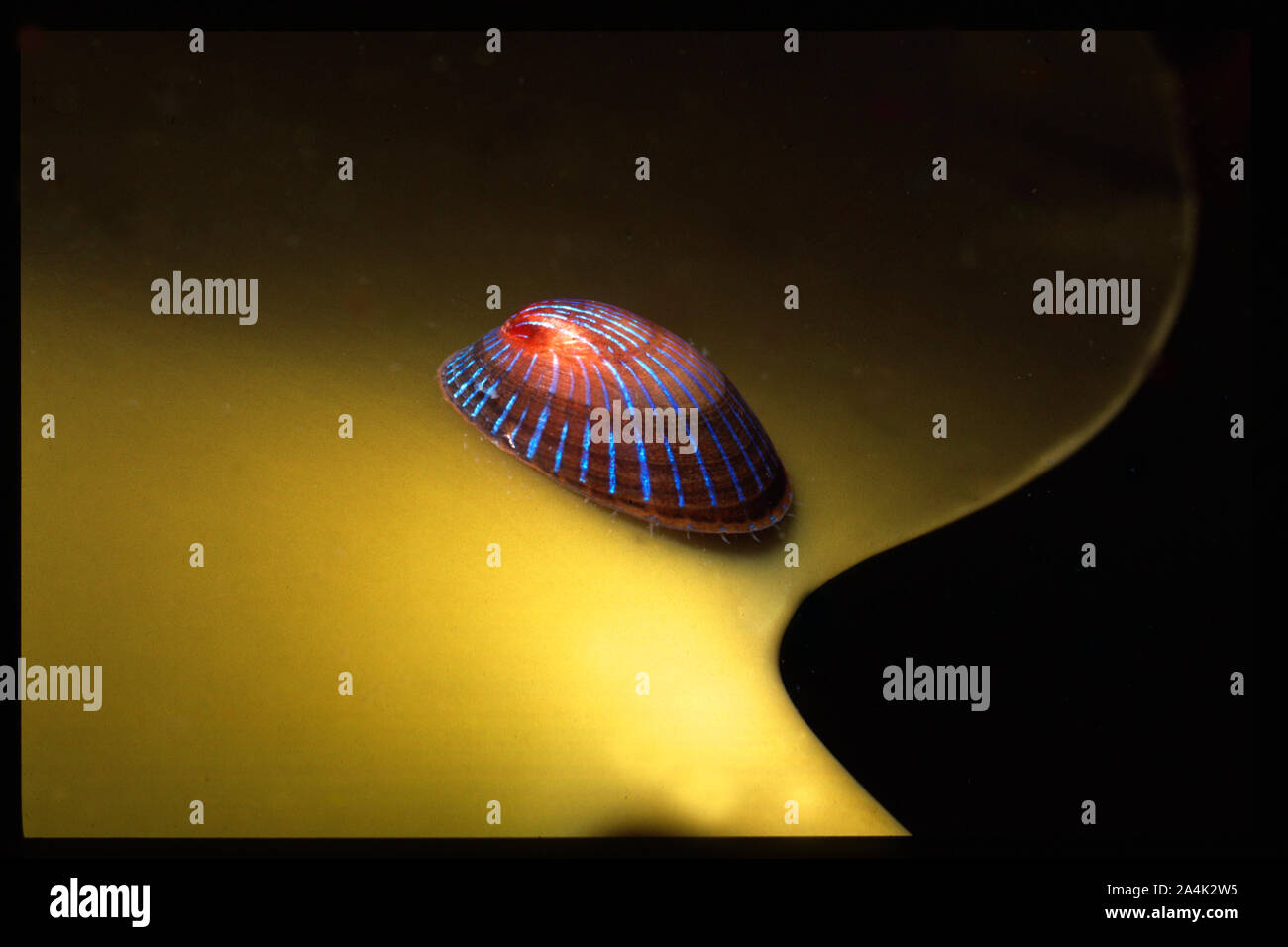 Blue-rayed Limpet - Ansates pellucida pellucida Stock Photo - Alamy