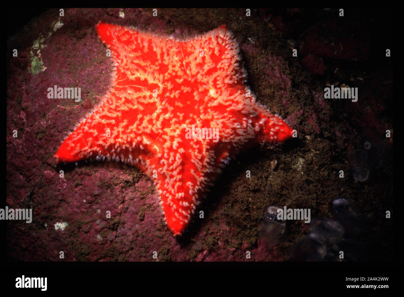Cushion Stars - Porania pulvillus Stock Photo - Alamy
