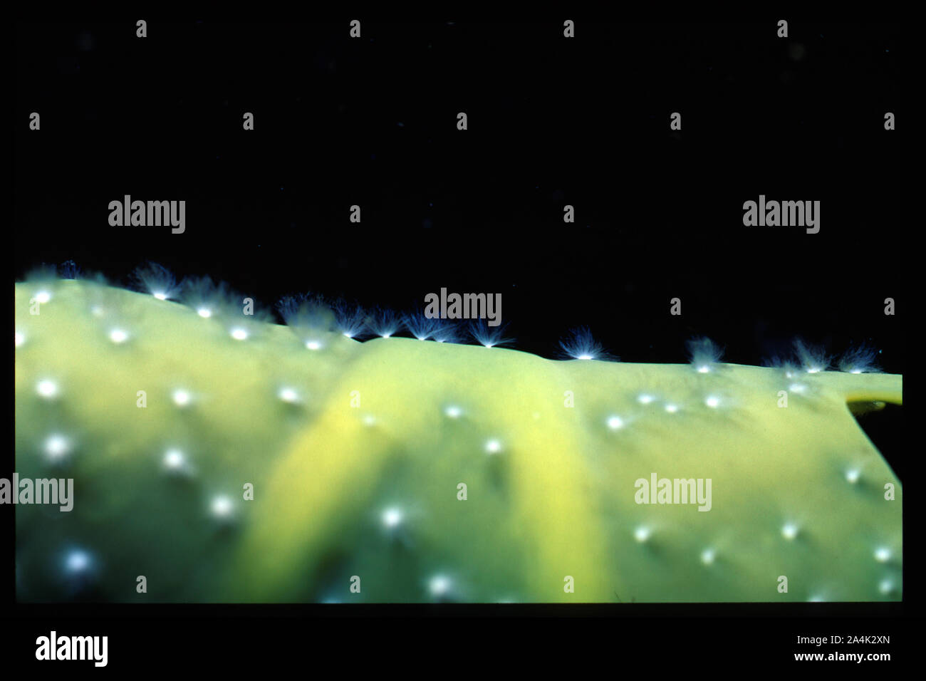 Lacy-Crust Bryozoans - Membranipora membranacea Stock Photo - Alamy