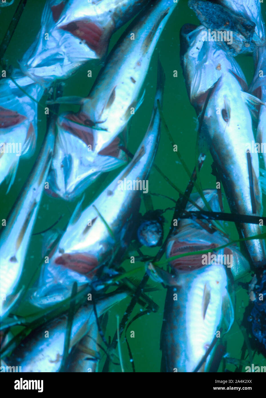 Water pollution dead fish hi-res stock photography and images - Alamy
