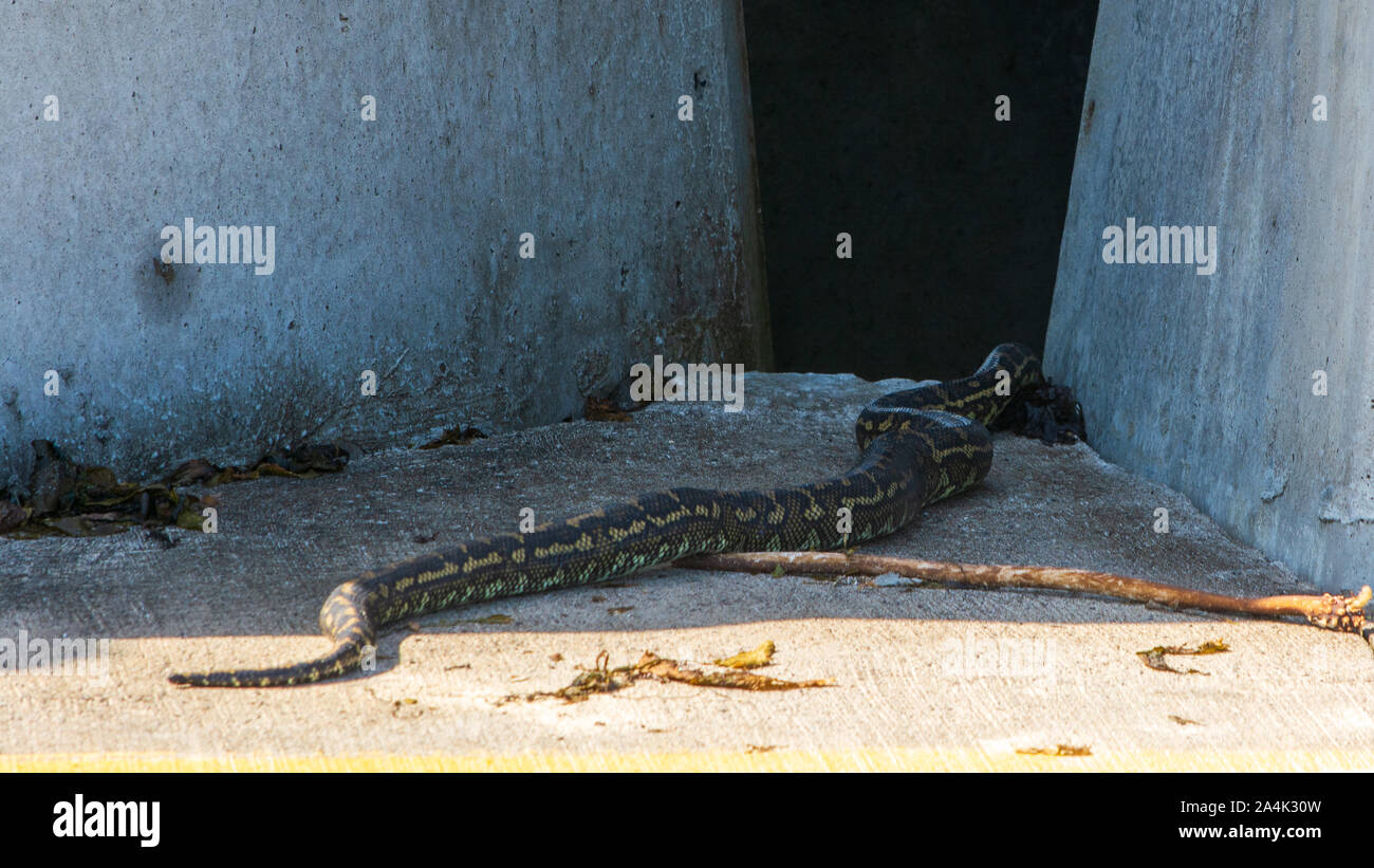 Slithered hi-res stock photography and images - Alamy