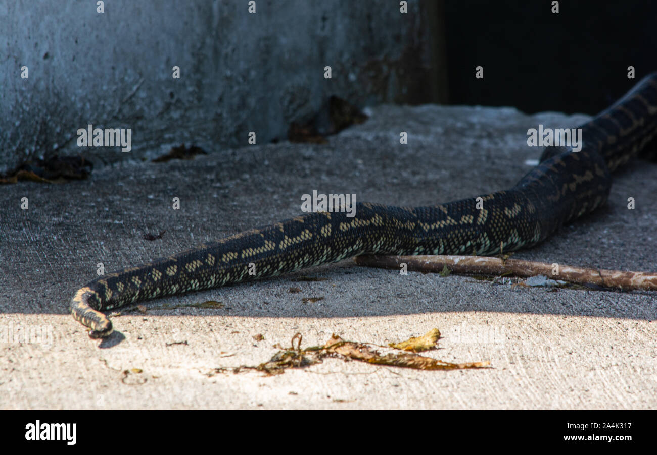 A large snake slithered lazily back in-between the concrete blocks on ...