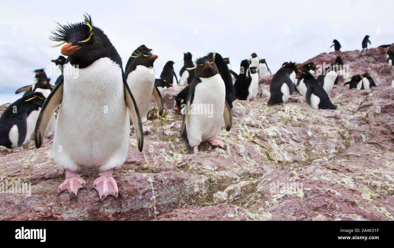 Pingüino de rockhopper hi-res stock photography and images - Alamy