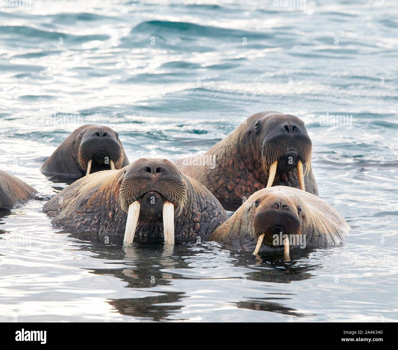 Spitsbergen Svalbard - walrus swimming - long teeth Stock Photo - Alamy
