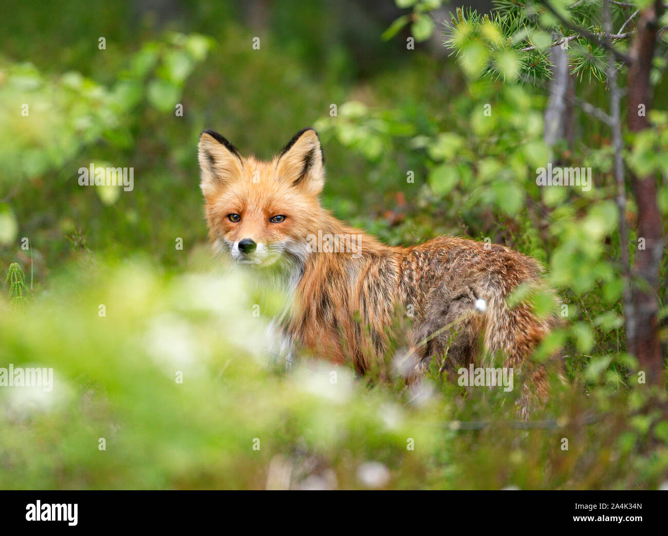 Fox in the bushes hi-res stock photography and images - Alamy