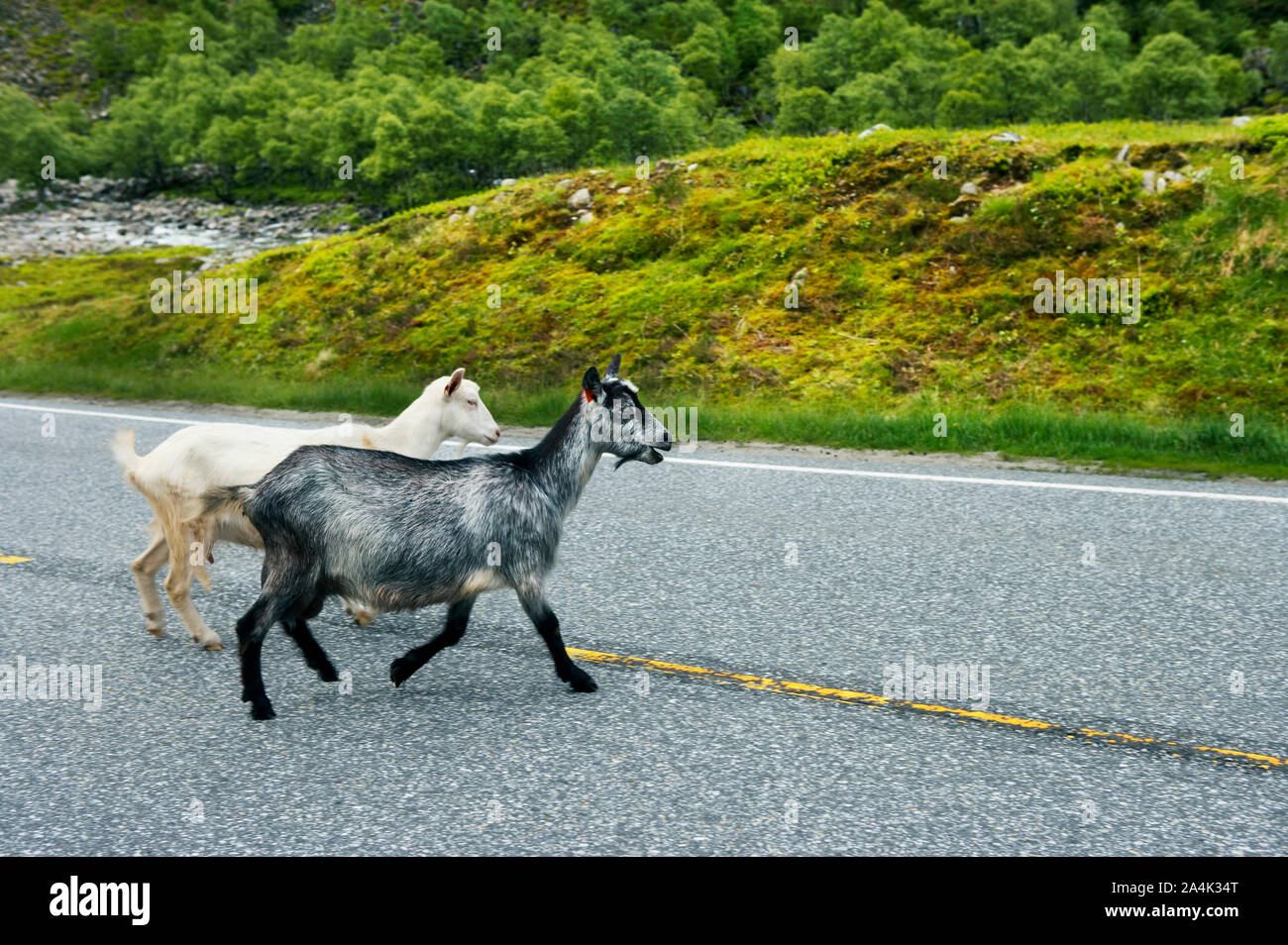 Goats in Norway Stock Photo - Alamy