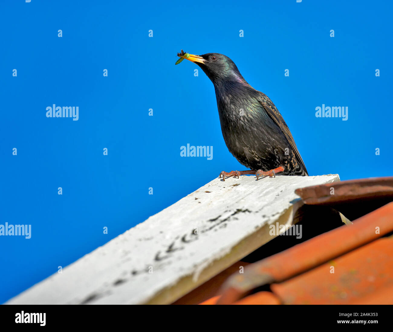 Starling on the roof hi-res stock photography and images - Alamy