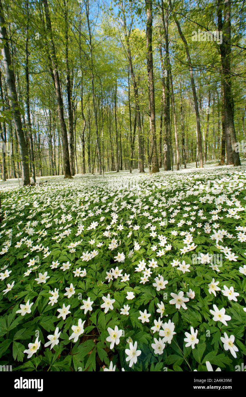 White anemones flowers hi-res stock photography and images - Alamy