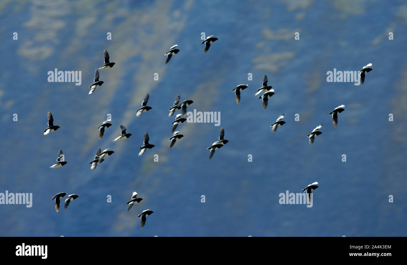 Flying birds form hi-res stock photography and images - Alamy