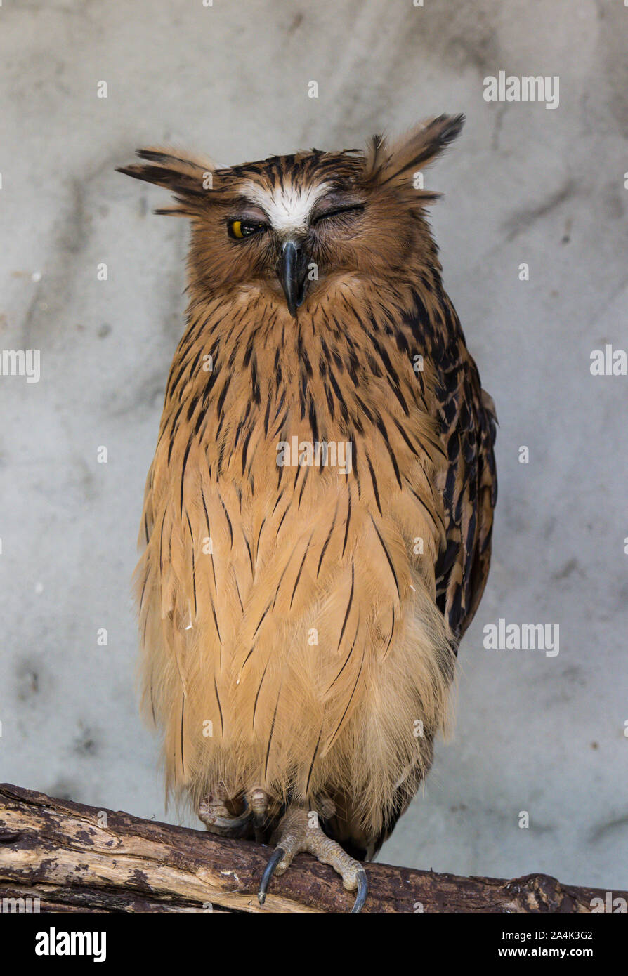 Portrait of angry frightened buffy fish owl, Ketupa ketupu, also known ...