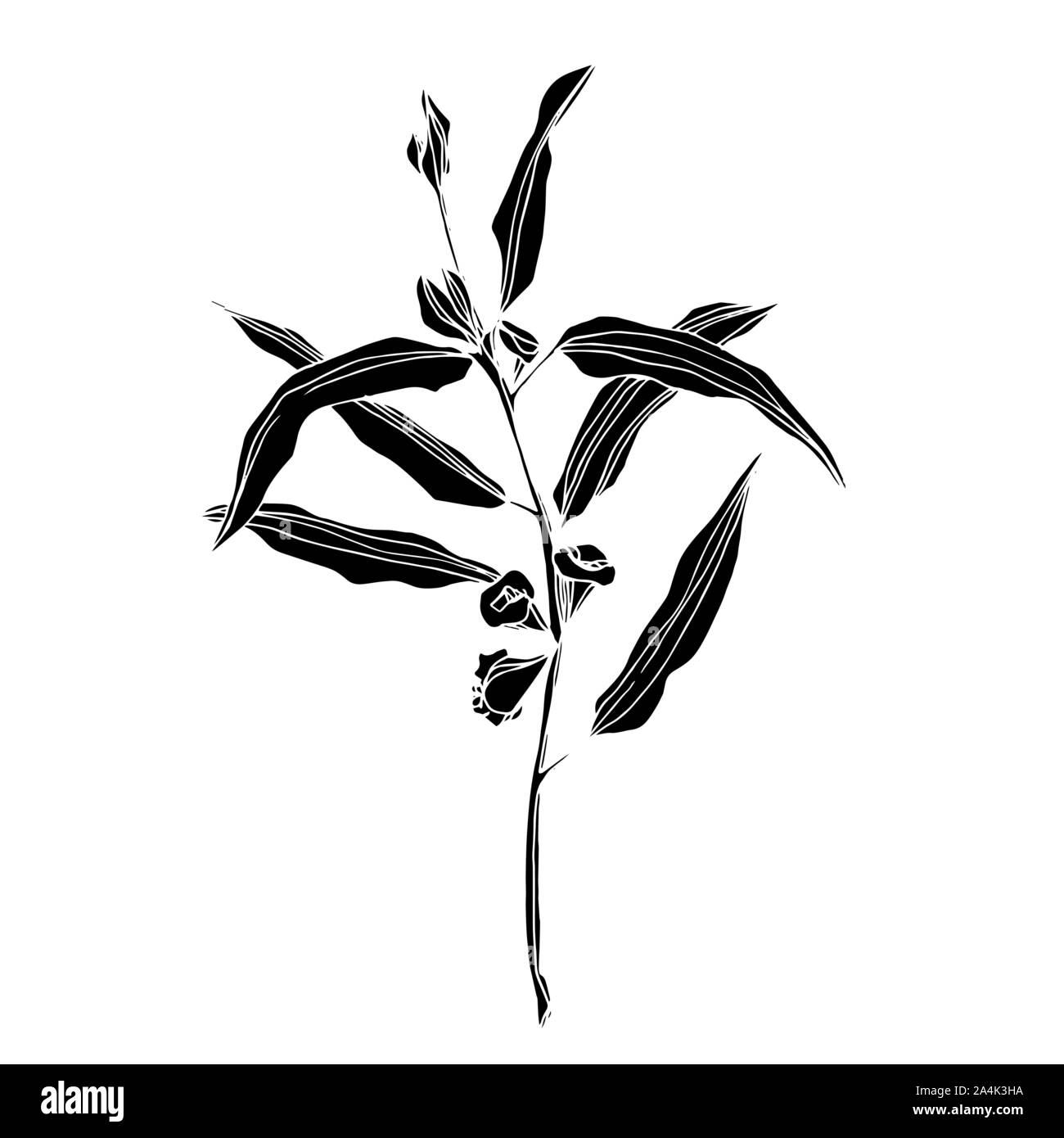 Vector Eucalyptus tree leaves. Black and white engraved ink art ...