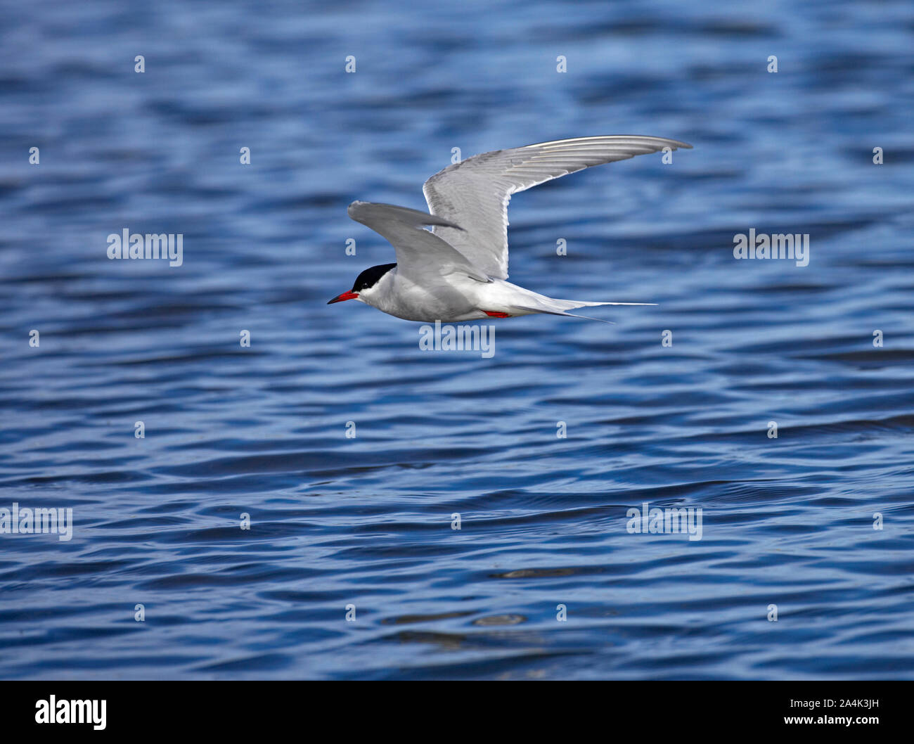 Tern in flight Stock Photo - Alamy