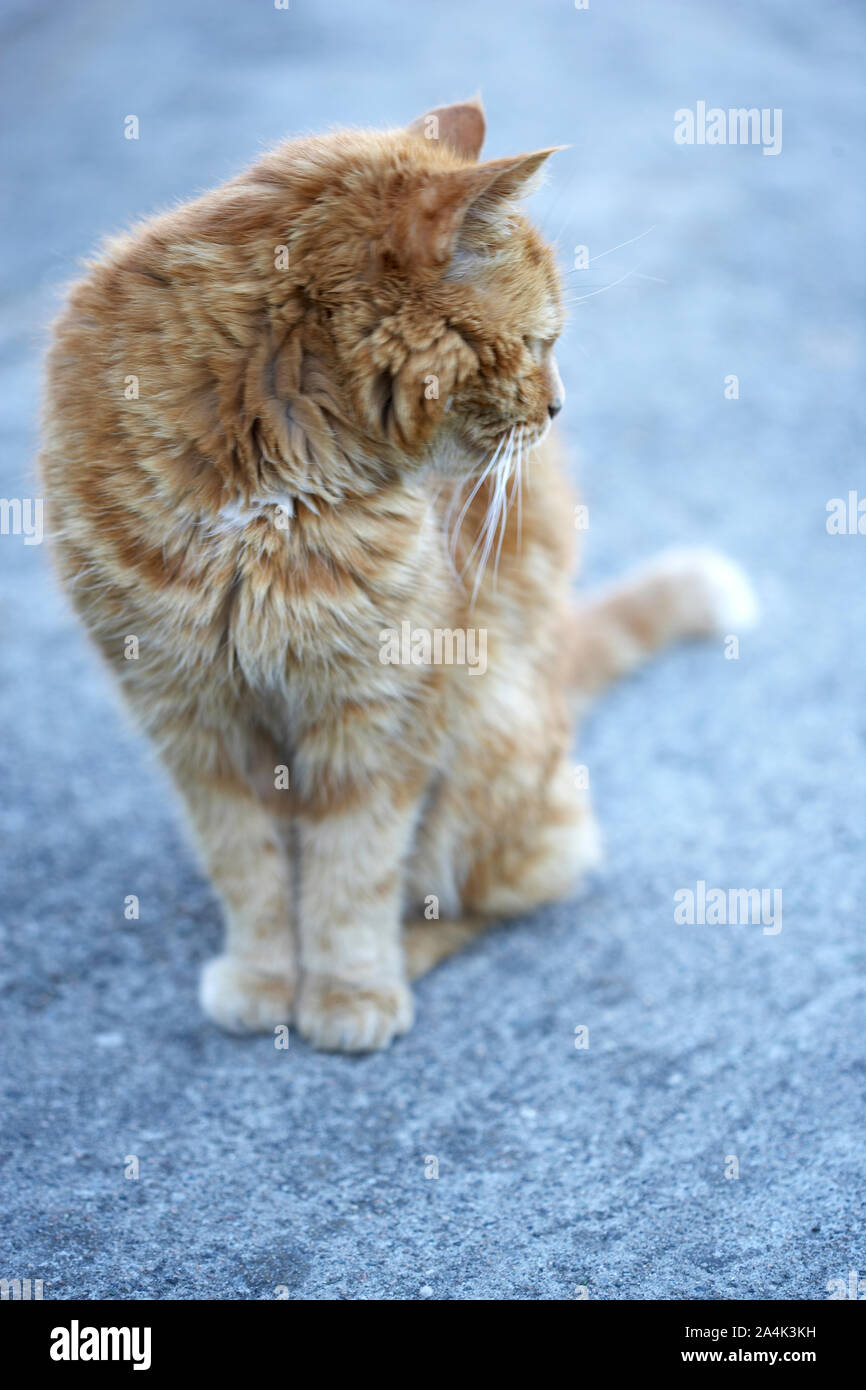 Cat looking back Stock Photo - Alamy