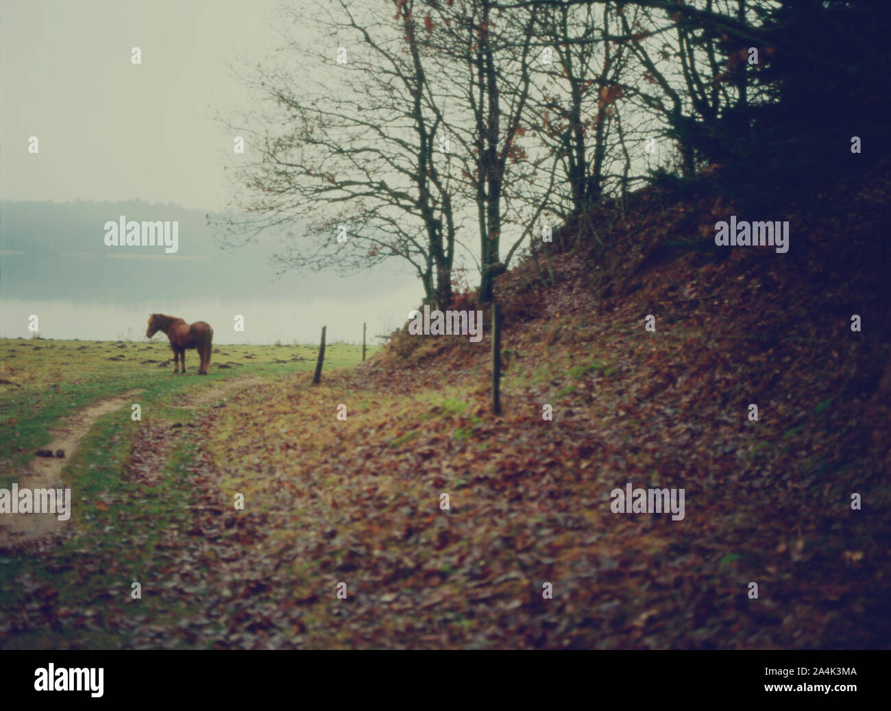 Mammals of denmark hi-res stock photography and images - Alamy