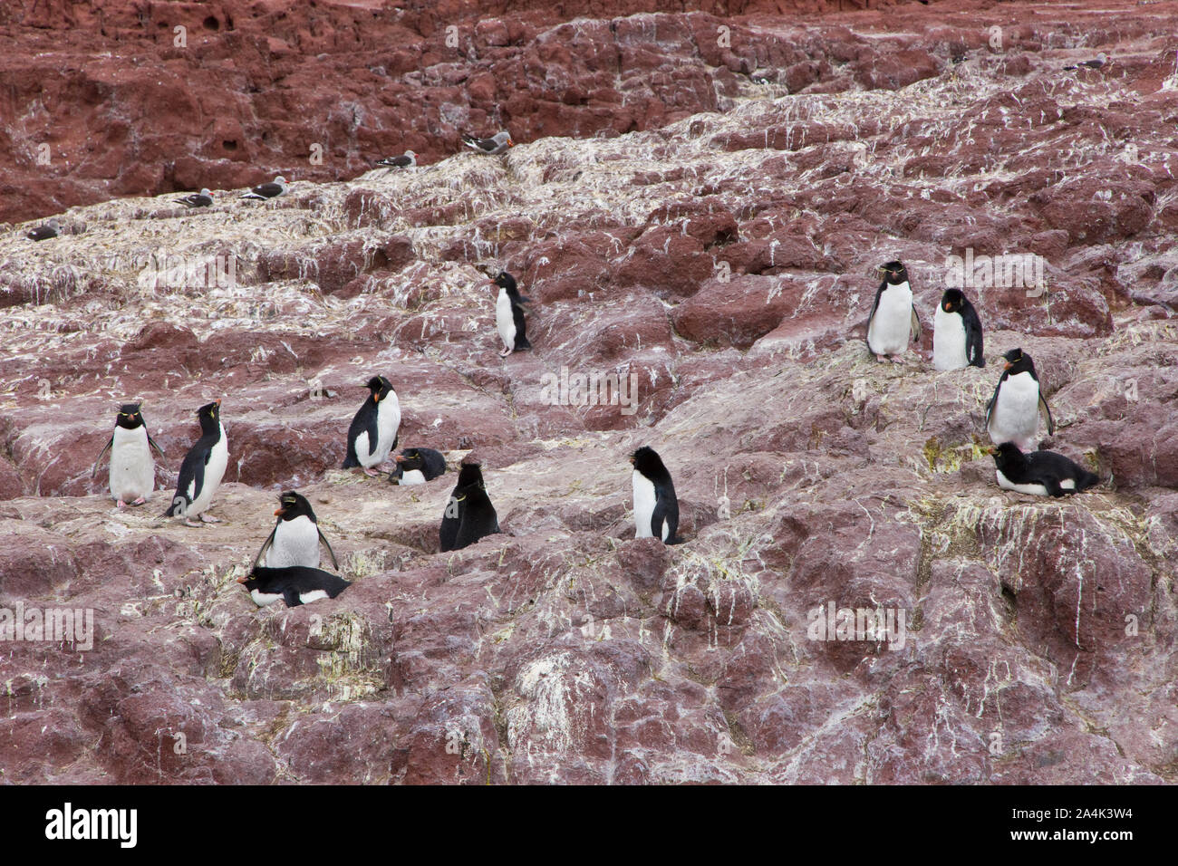 Pingüino de rockhopper hi-res stock photography and images - Alamy