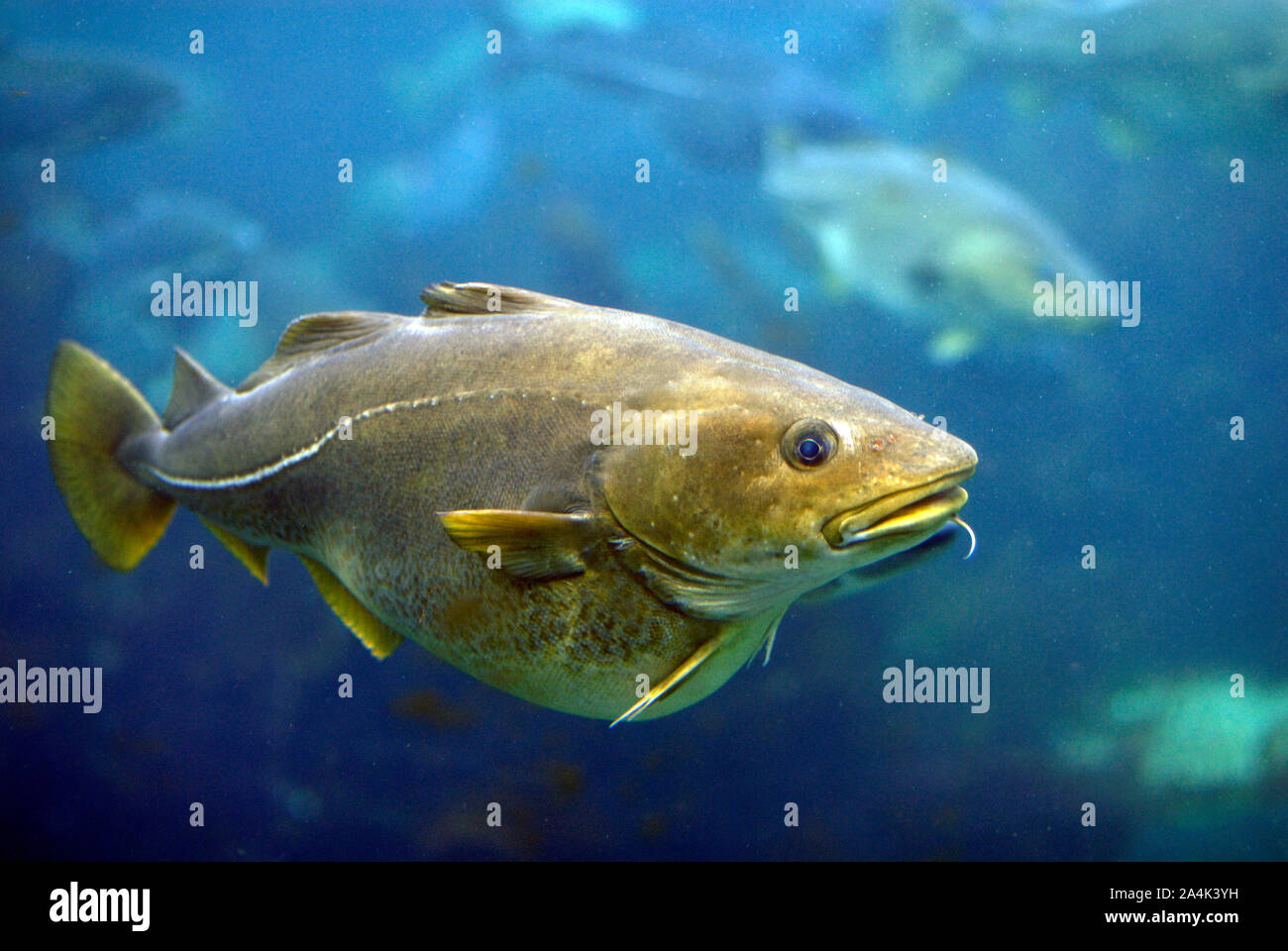 Cod in sea Stock Photo - Alamy