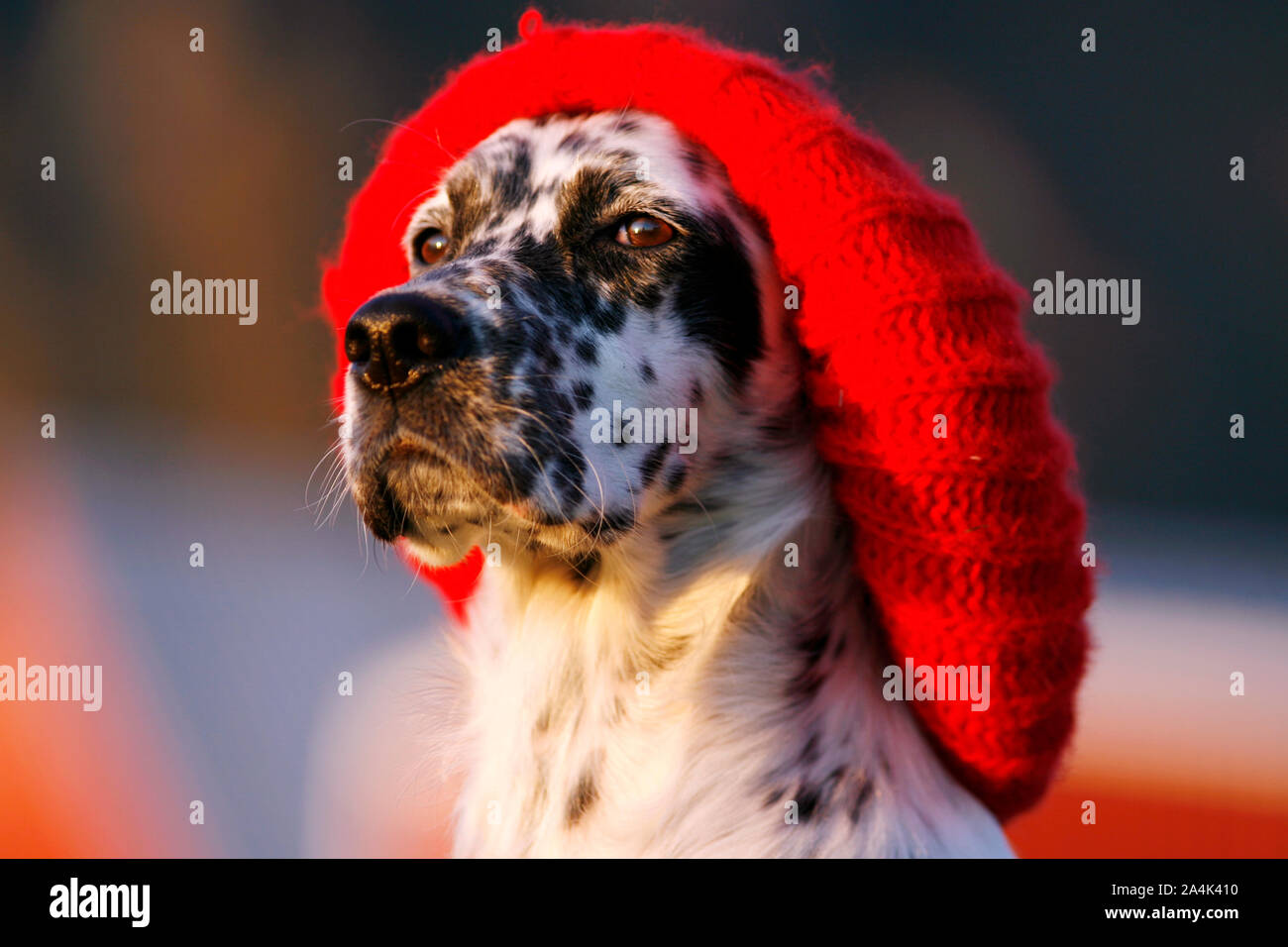 Red setters hi-res stock photography and images - Alamy