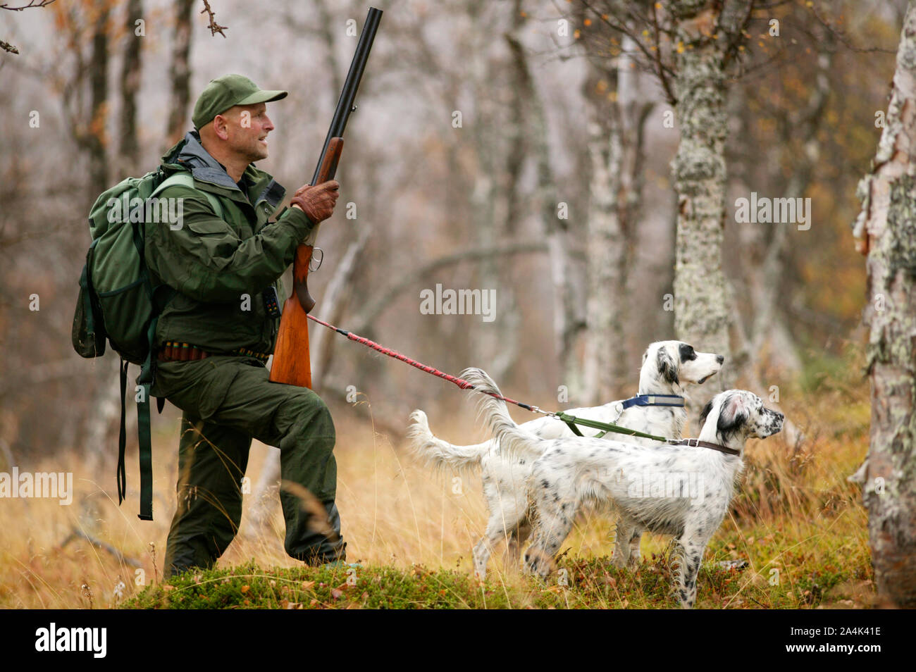English setters hi-res stock photography and images - Alamy