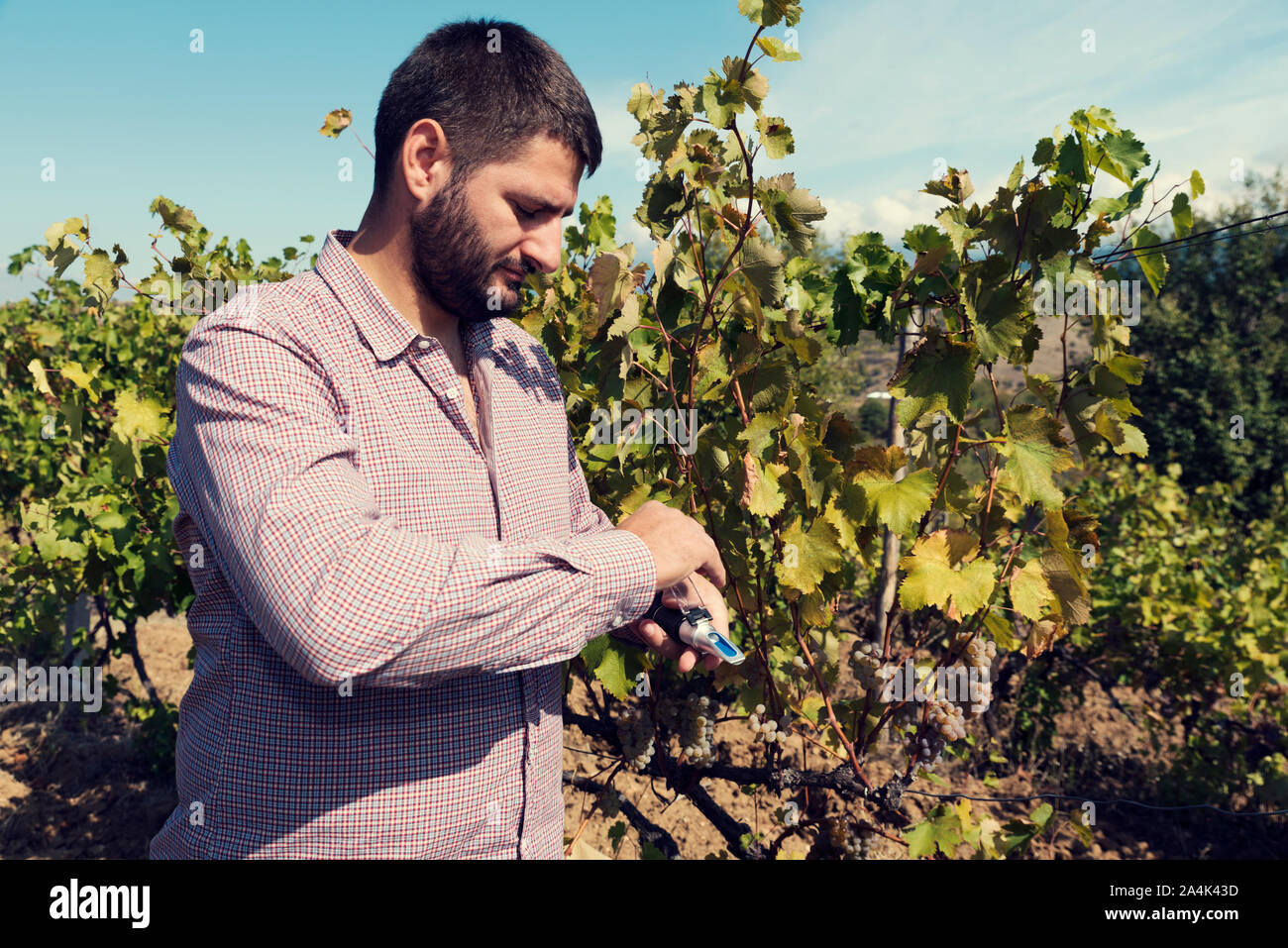 One 40 years old engineer measuring with refractometer in a vineyard ...