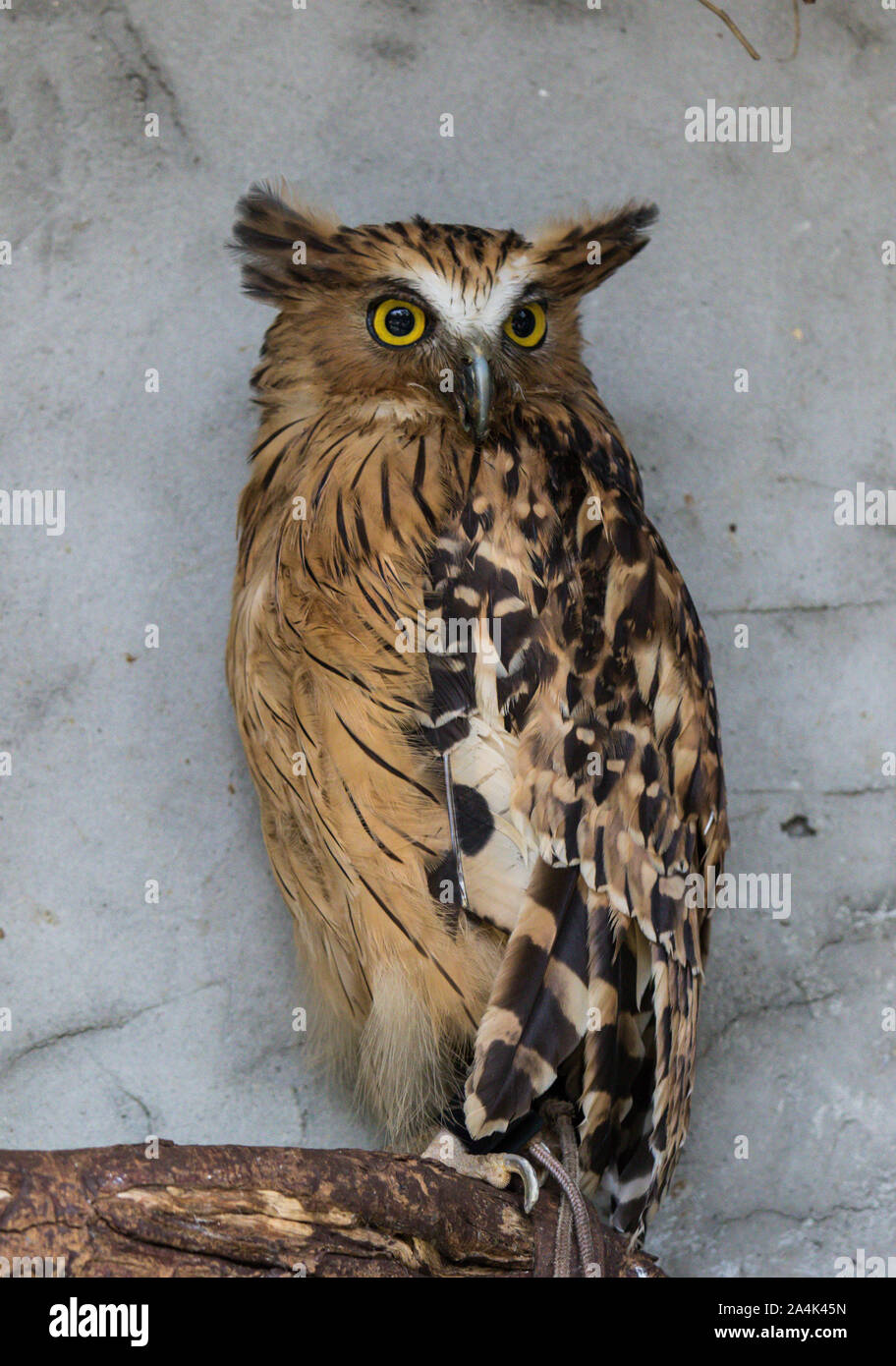 Portrait of angry frightened buffy fish owl, Ketupa ketupu, also known ...