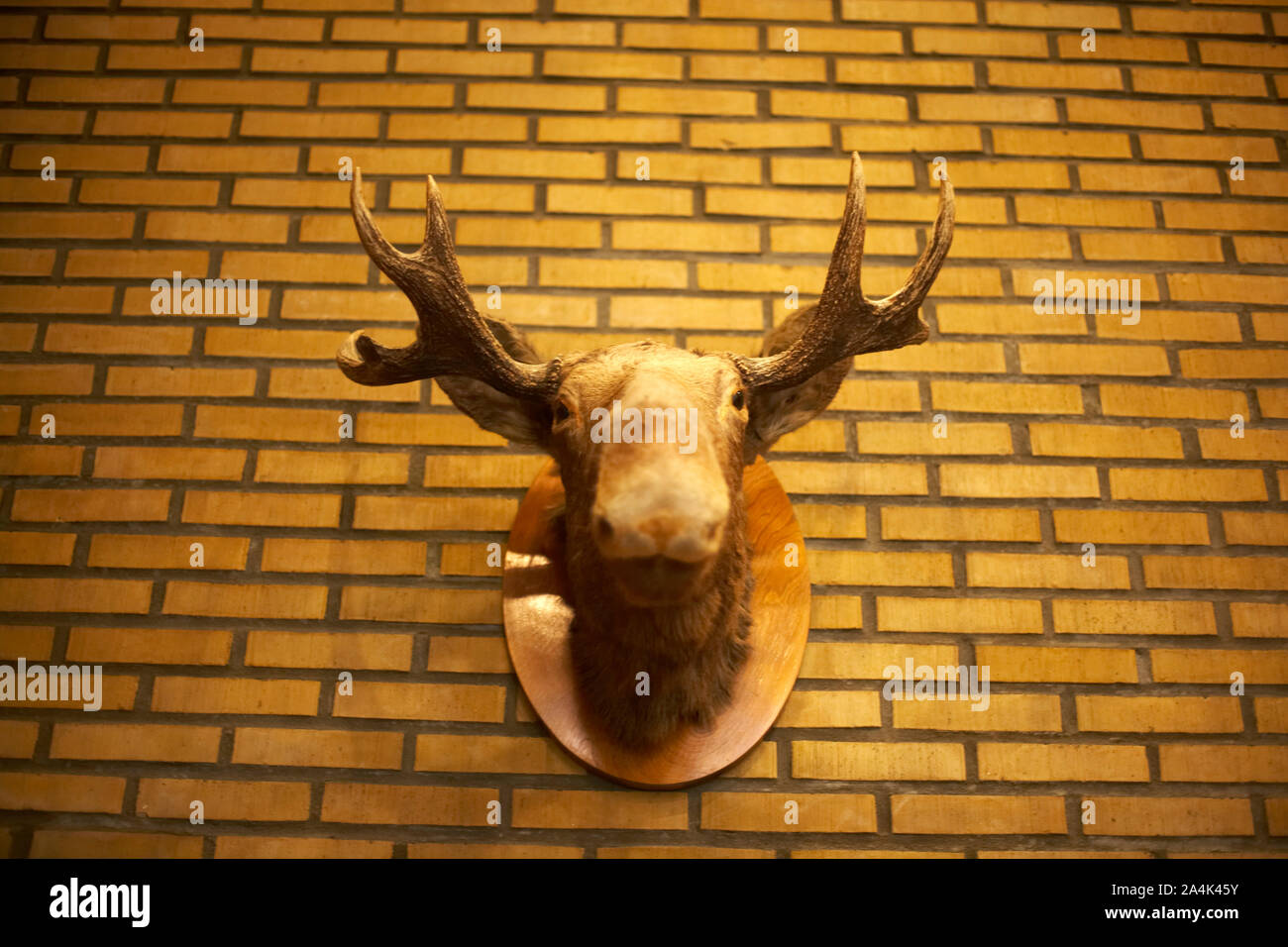 A moose head on a wall Stock Photo - Alamy