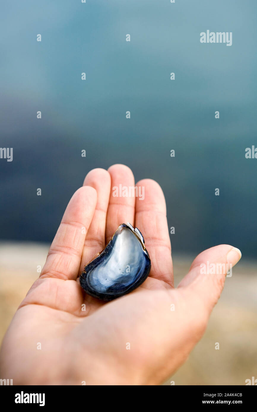 Hand holding shell Stock Photo - Alamy