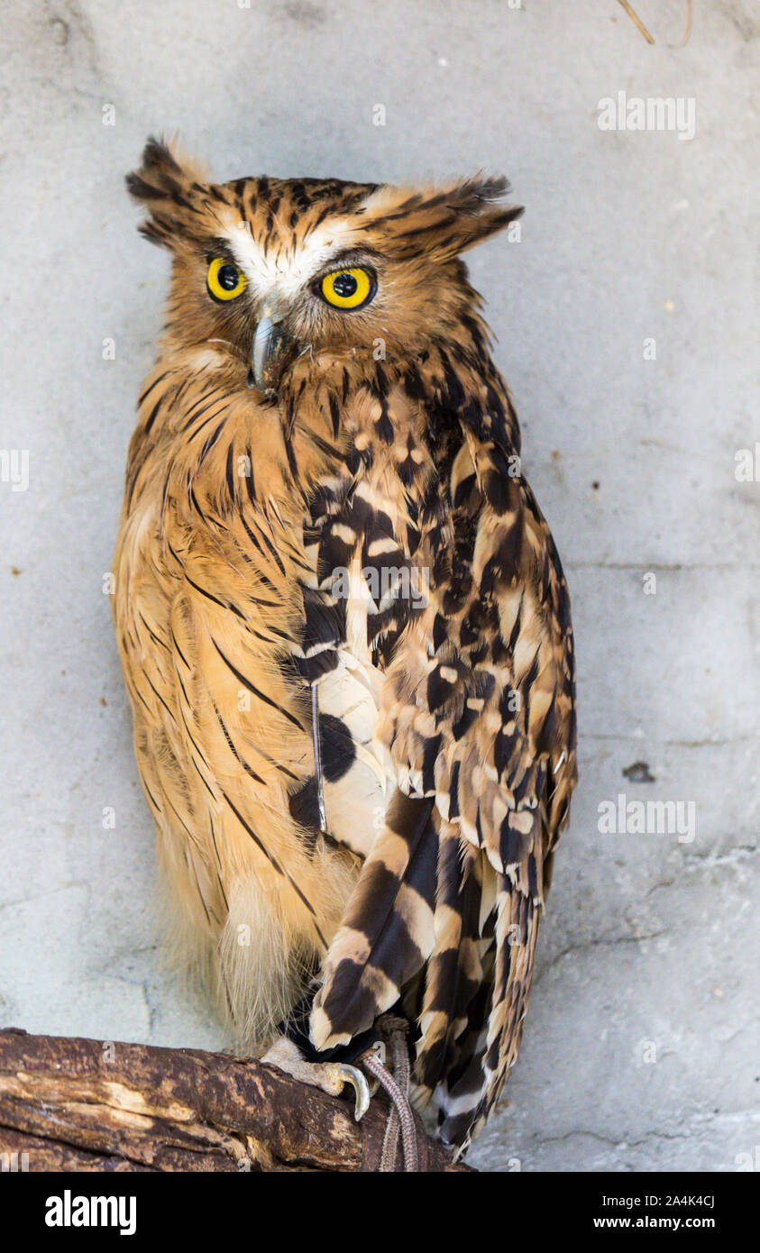 Portrait of angry frightened buffy fish owl, Ketupa ketupu, also known ...
