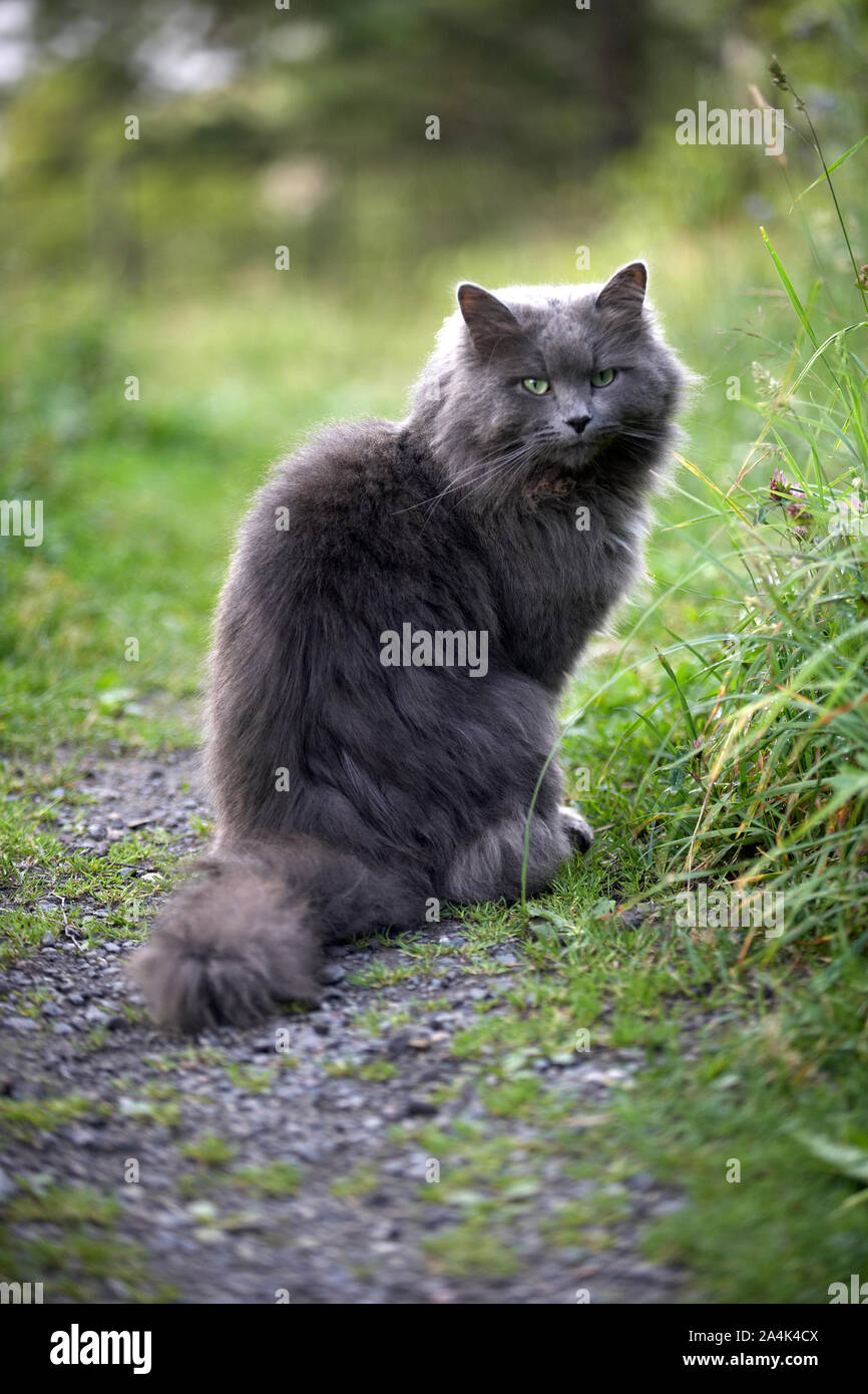 cat looking back Stock Photo - Alamy