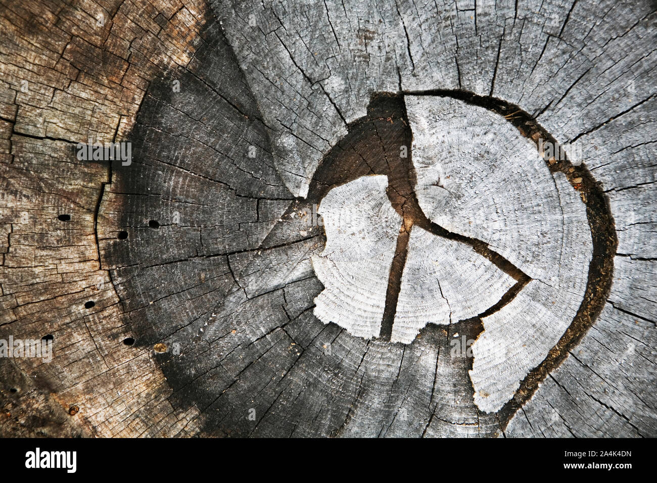 Growth rings of a tree Stock Photo - Alamy