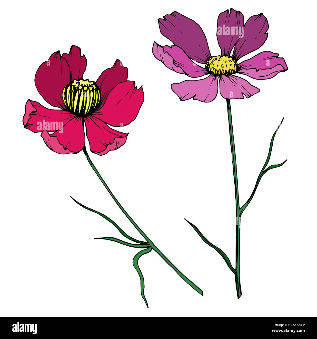 Vector Cosmos floral botanical flowers. Black and white engraved ink ...