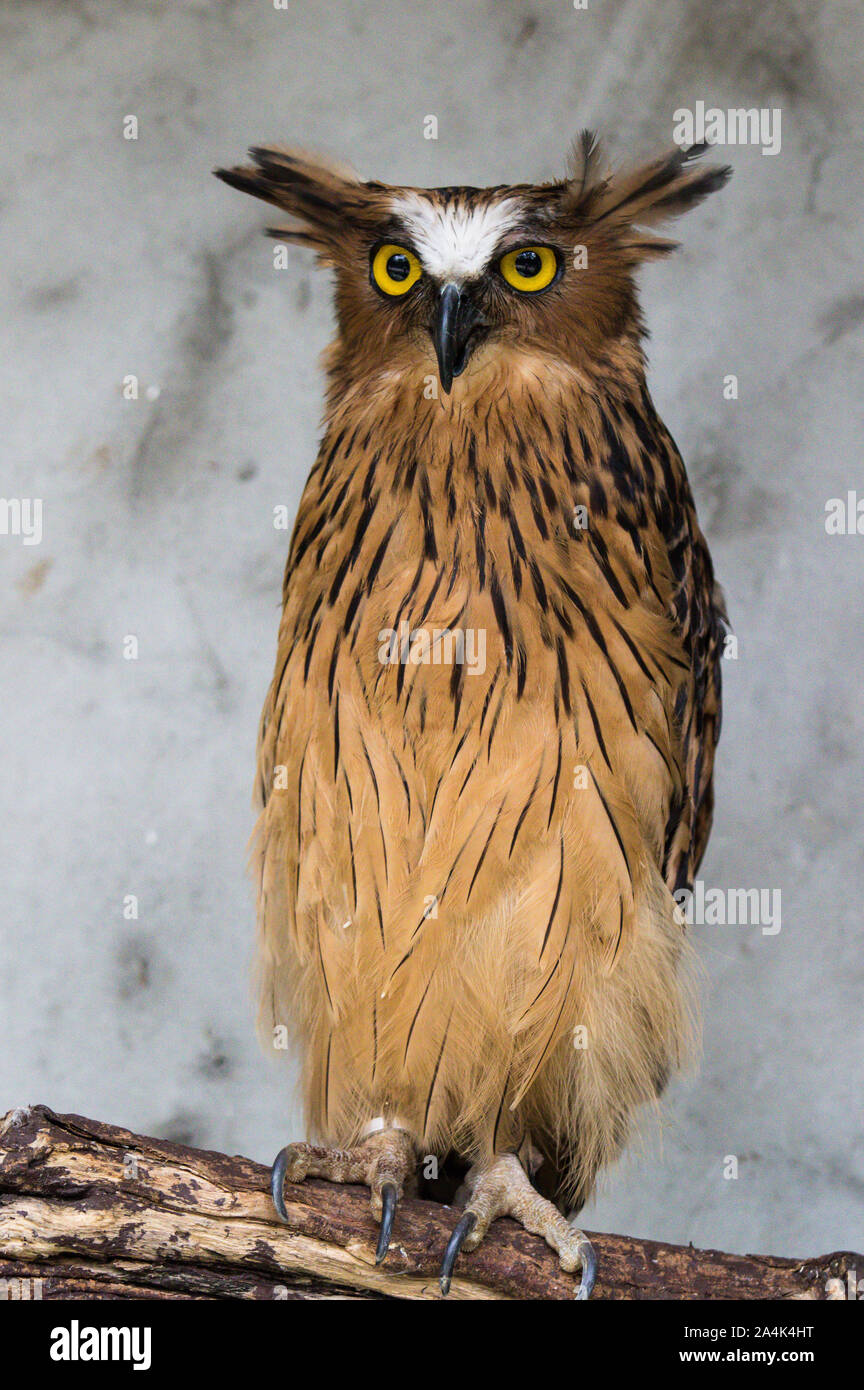 Portrait of angry frightened buffy fish owl, Ketupa ketupu, also known ...
