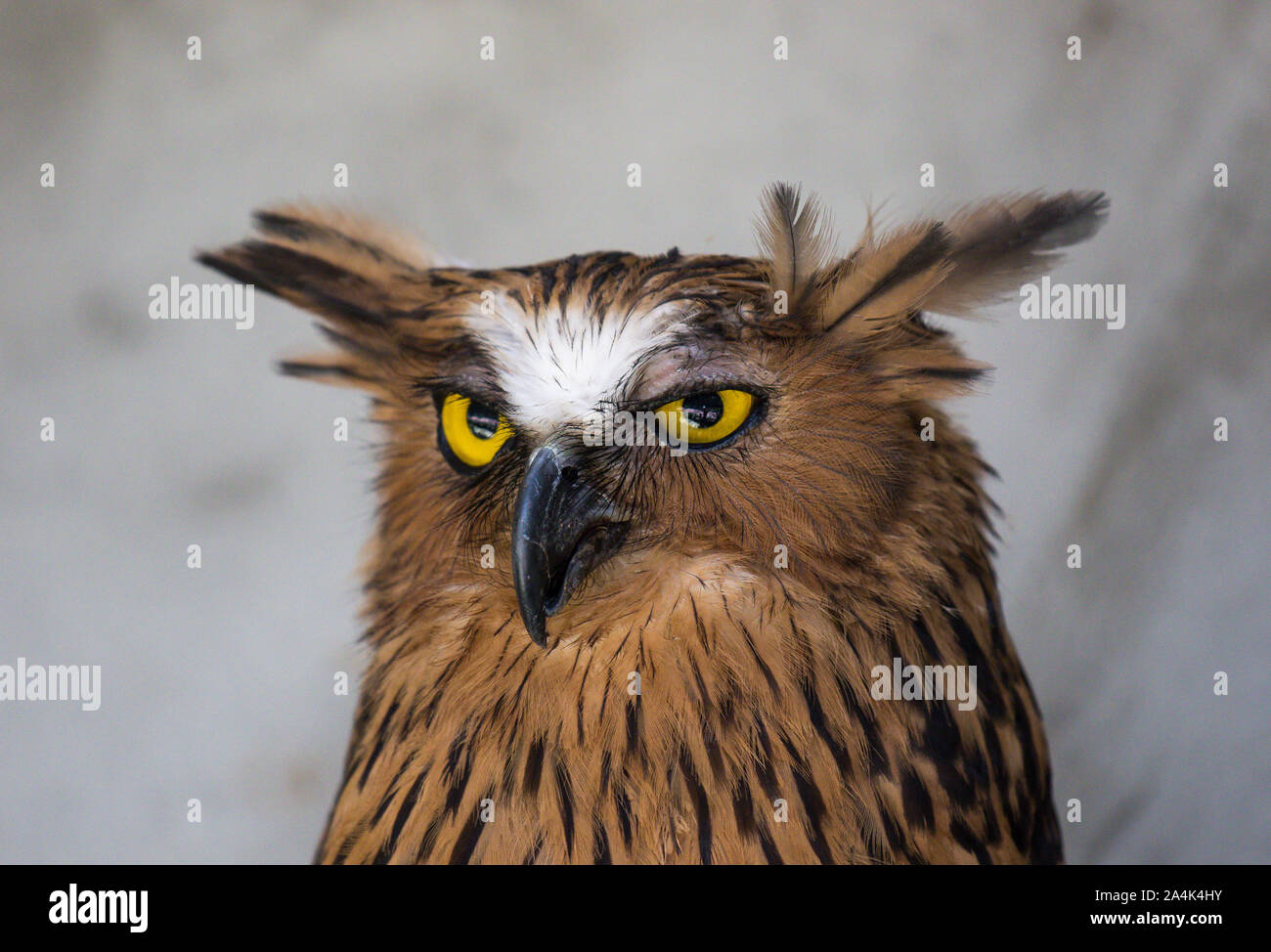 Portrait of angry frightened buffy fish owl, Ketupa ketupu, also known ...