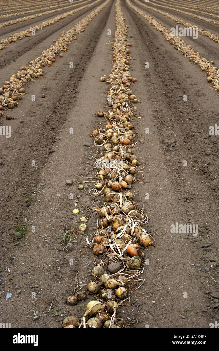 Line field hi-res stock photography and images - Alamy