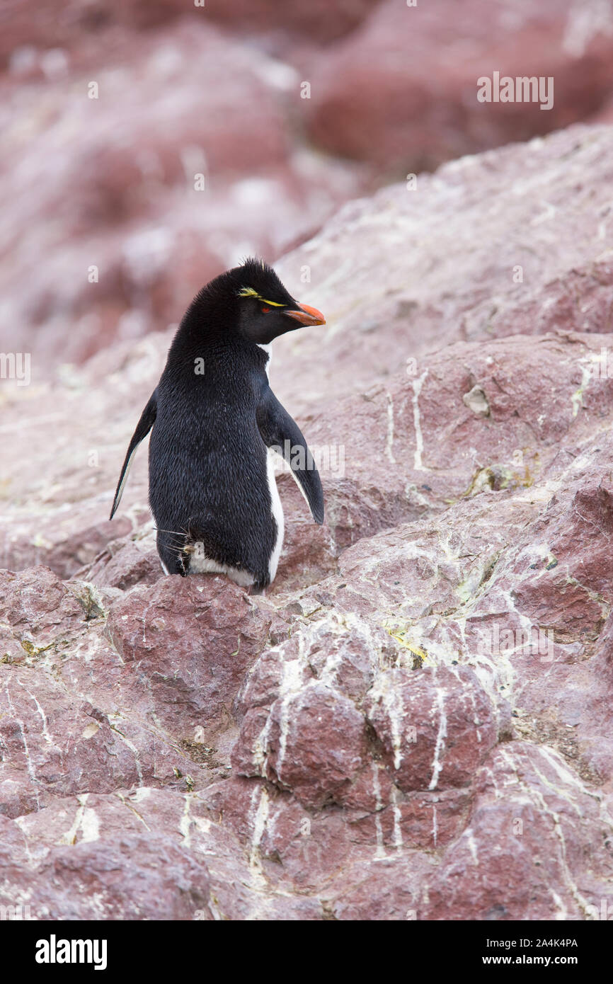 Pingüino de Penacho Amarillo (Eudyptes chrysocome), Isla Pingüino ...