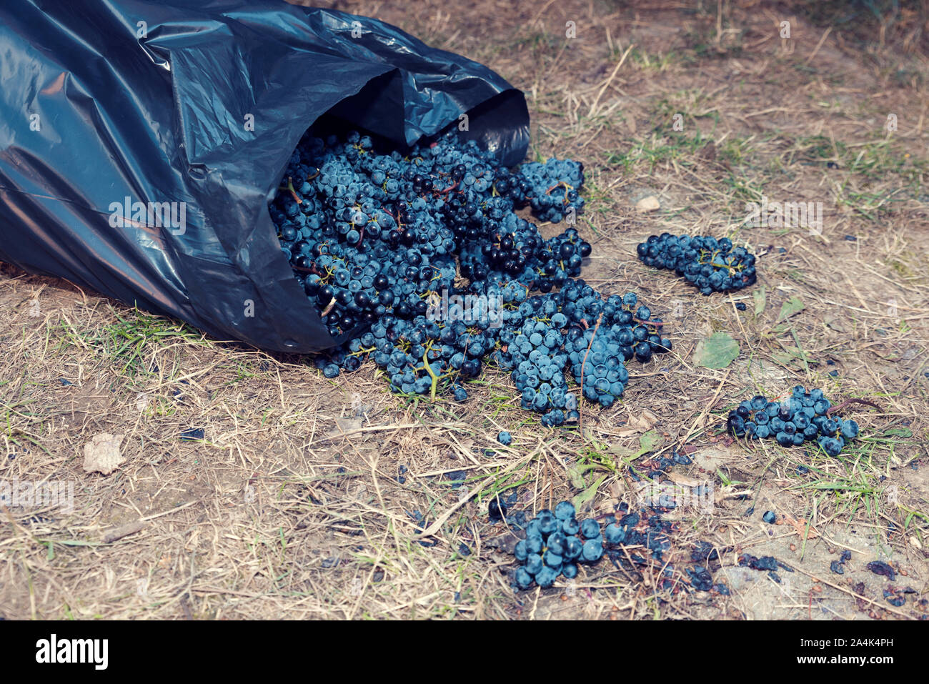 Plastic bag of grapes hi-res stock photography and images - Alamy
