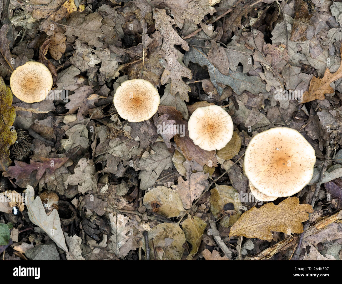 Wild mushrooms, funghi in oak wood. Autumn, fall nature background on ...
