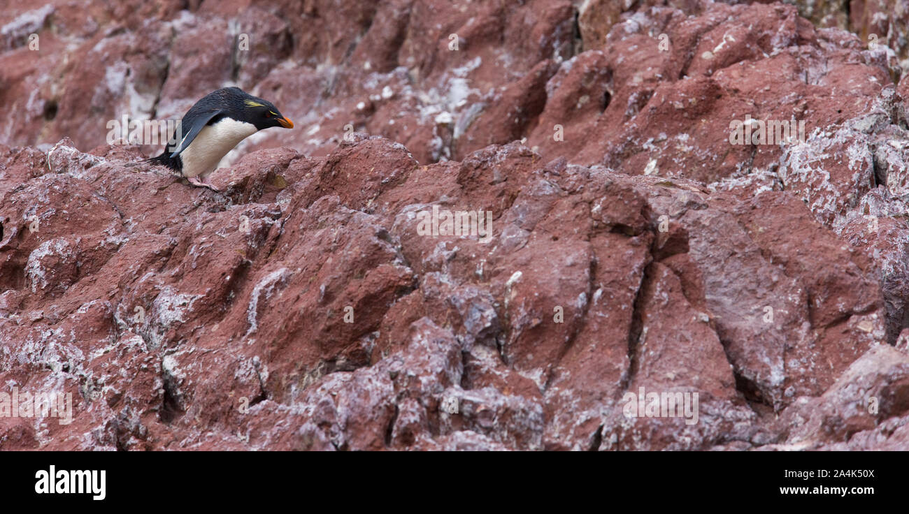 Pingüino de Penacho Amarillo (Eudyptes chrysocome), Isla Pingüino ...