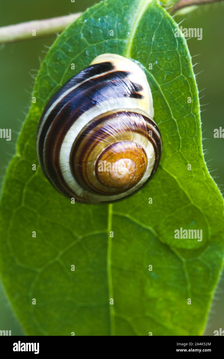 Snail on leaf Stock Photo - Alamy