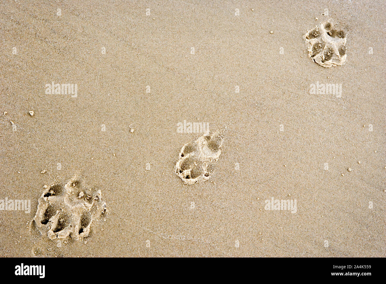 Dogs beaches hi-res stock photography and images - Alamy
