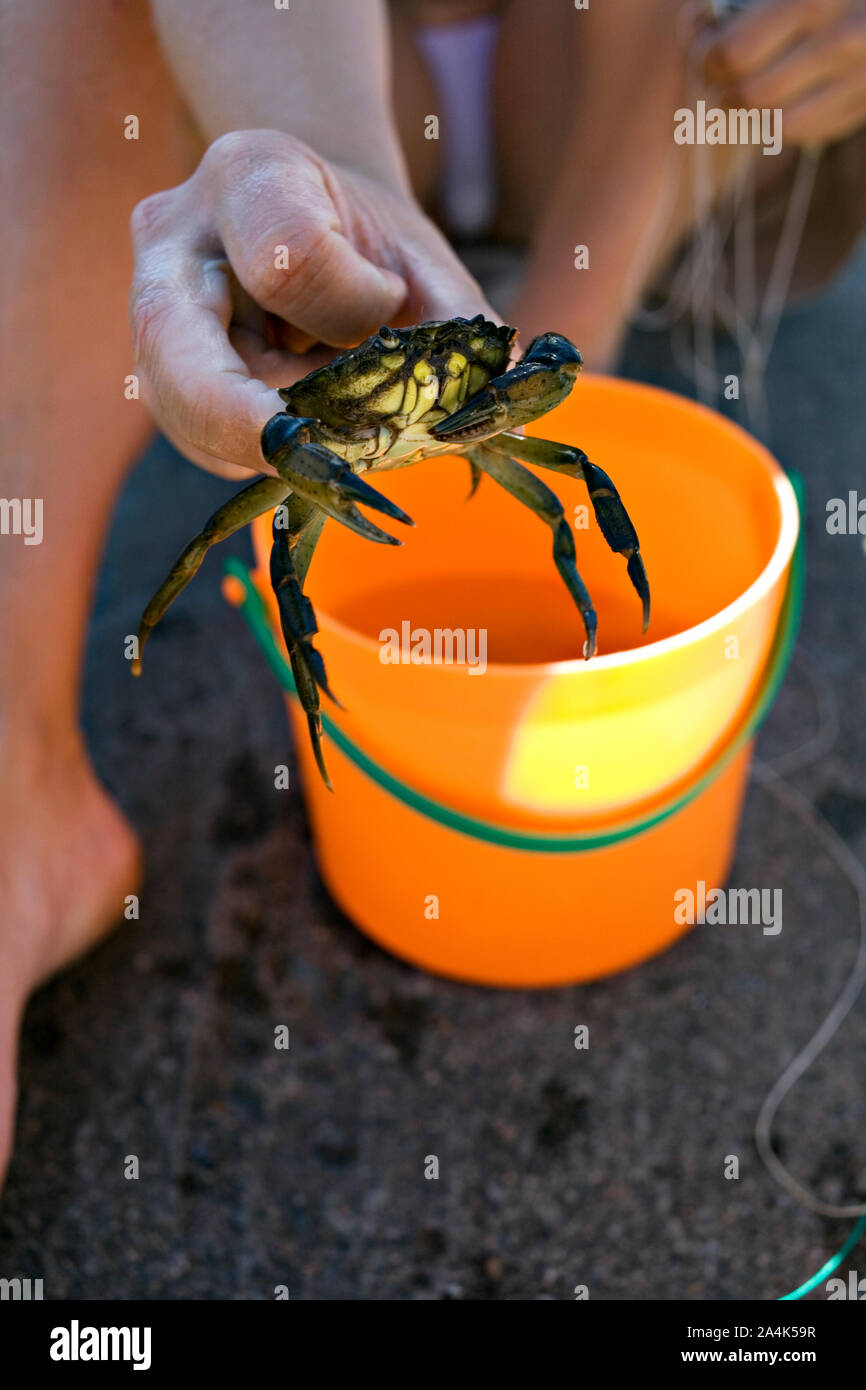 Fishing for crabs Stock Photo - Alamy