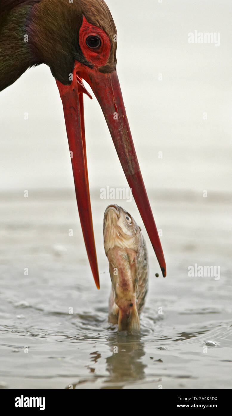 Close up of Black Stork (Ciconia nigra) catching fish Stock Photo - Alamy