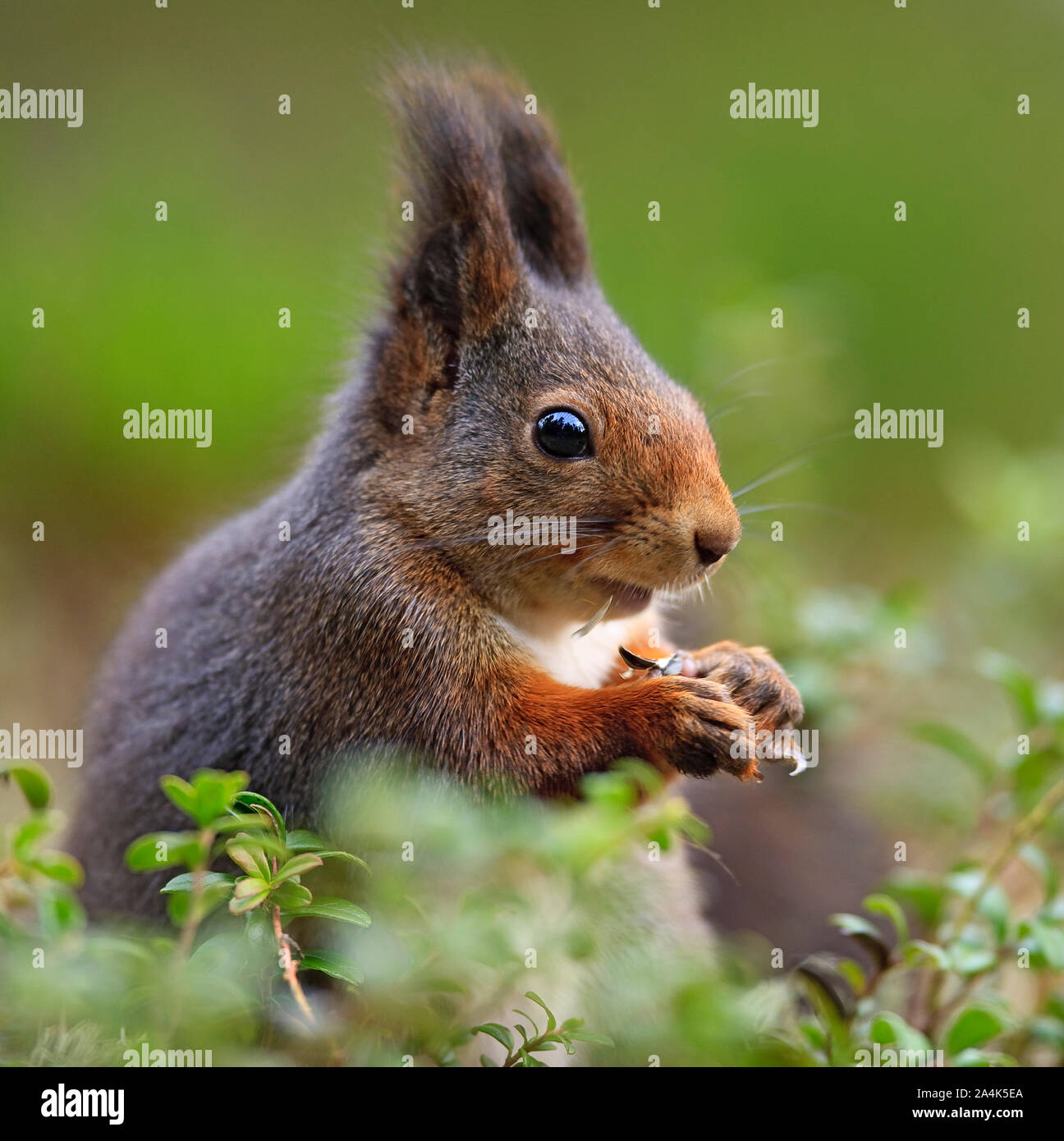 Squirrel norway hi-res stock photography and images - Alamy