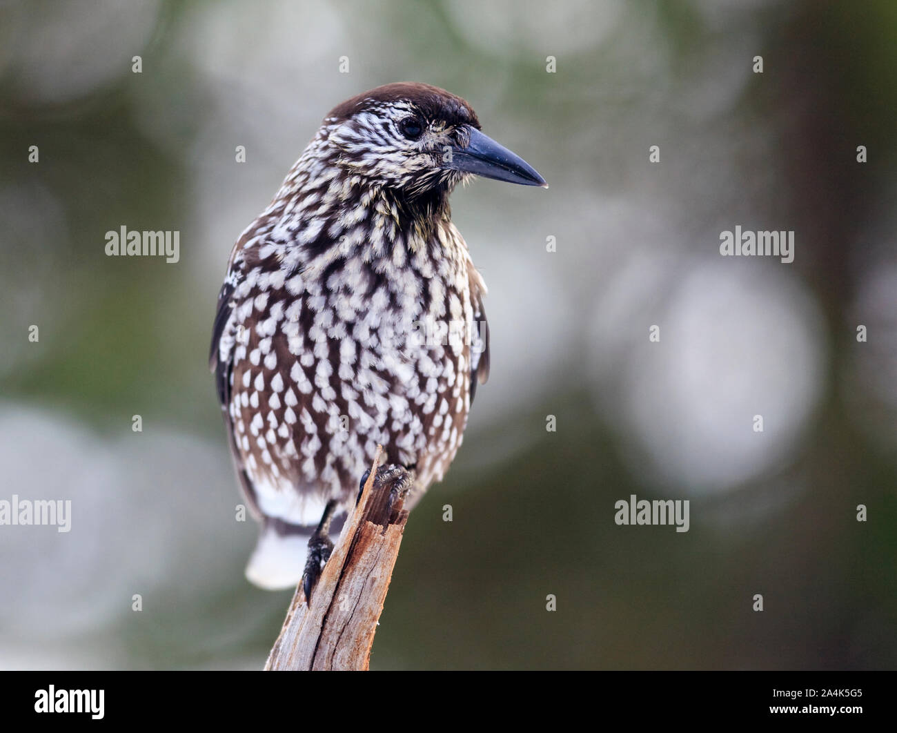 Spotted nutcracker nucifraga caryocatactes hi-res stock photography and ... Spotted nutcracker nucifraga caryocatactes hi-res stock photography and ...