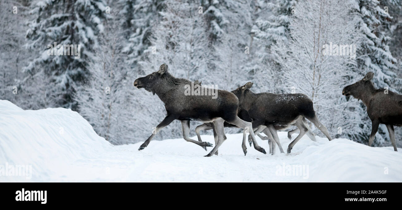 Running animals hi-res stock photography and images - Alamy