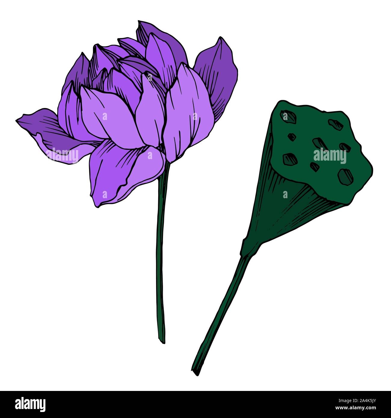 Vector Lotus floral botanical flower. Black and white engraved ink art ...
