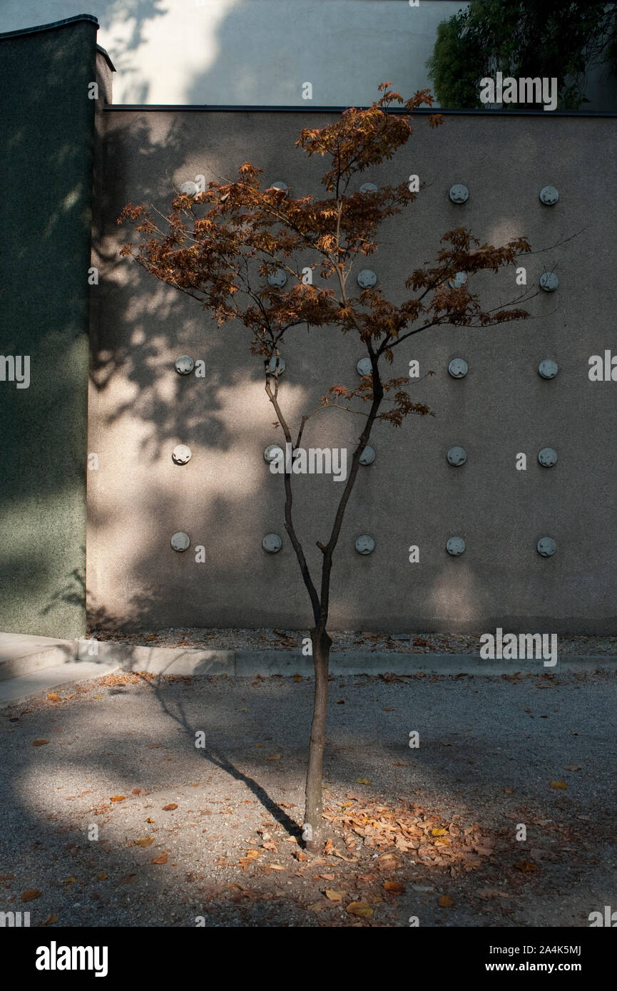 Young dried out tree at the Biennale area in Venice Stock Photo - Alamy