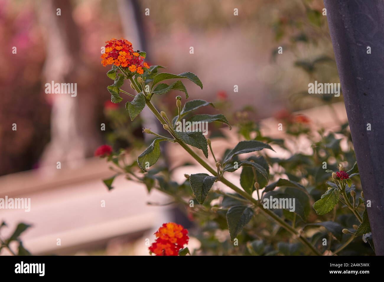Mediterranean red flower #2 Stock Photo - Alamy