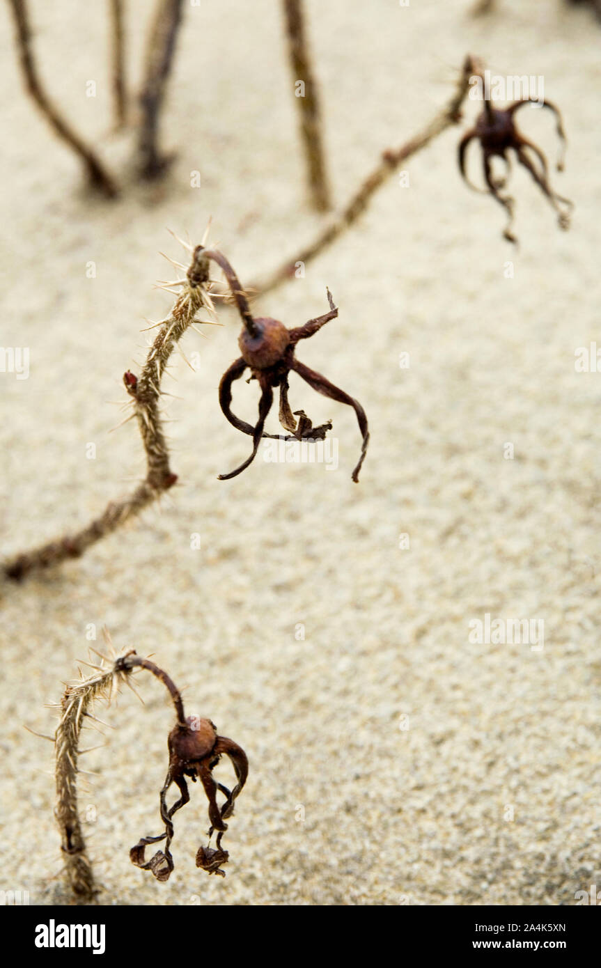 Withered plants in sand Stock Photo - Alamy