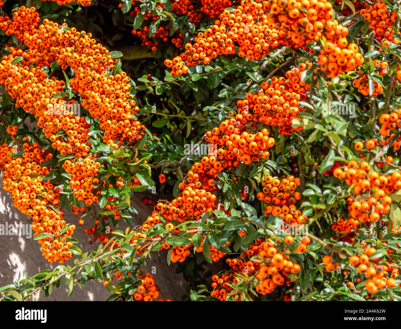 Rowan tree leaf red berries hi-res stock photography and images - Alamy